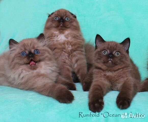 Эксклюзивные Шотландские котятки