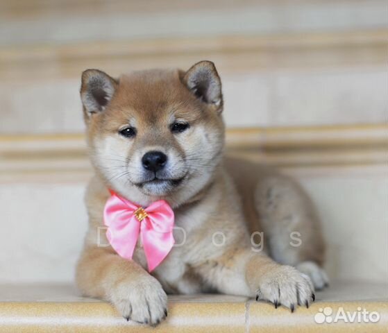 Сибки, рыжие девочки, 2 месяца