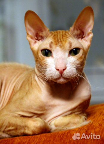 Лорд ищет семью