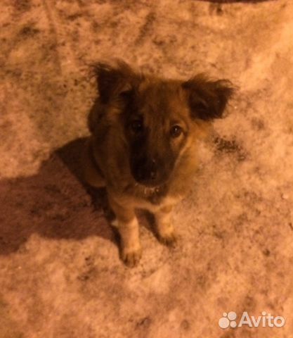 Щенку девочке мелкой нужен дом