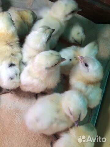 Цыплята суточные , шустрые. Осталось 11 штук