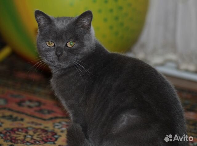 Британский котёнок