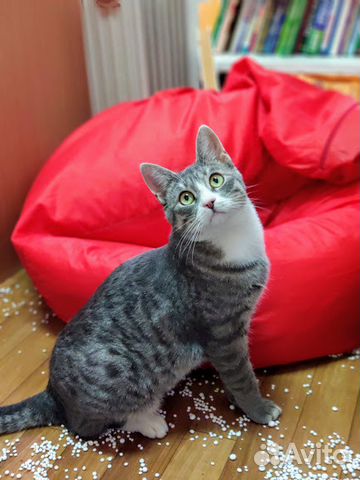 Брутальный красавец Филя ищет дом