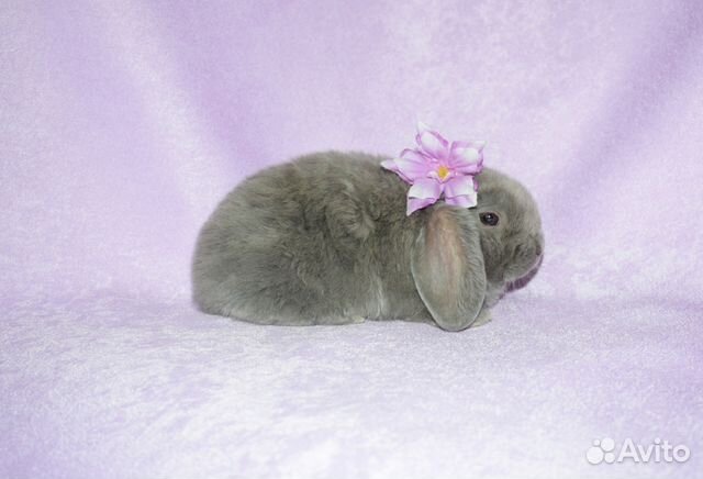 Карликовый кролик -от Победителя выставки Питомник