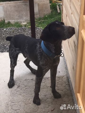 Курцхаар на вязку