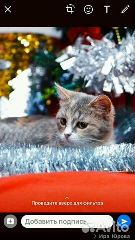 Трехцветное новогоднее счастье