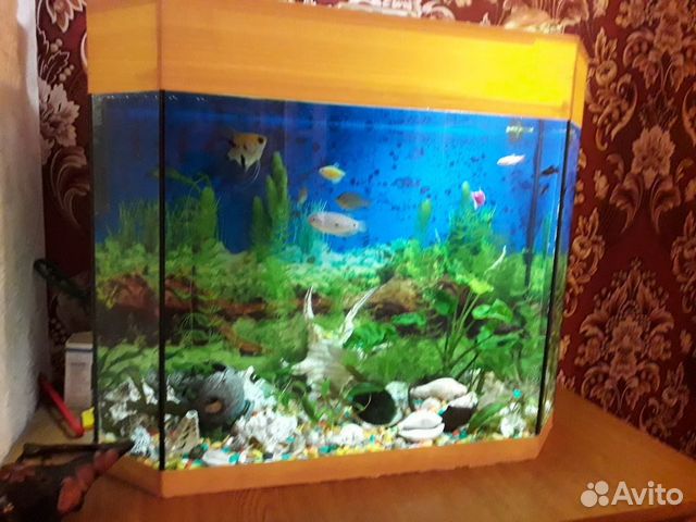 Аквариум