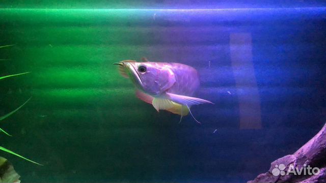 Рыба Аравана