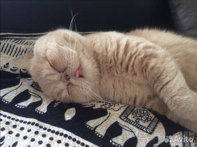 Вязка котов