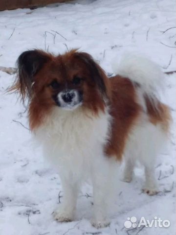 Папильончик - малыш