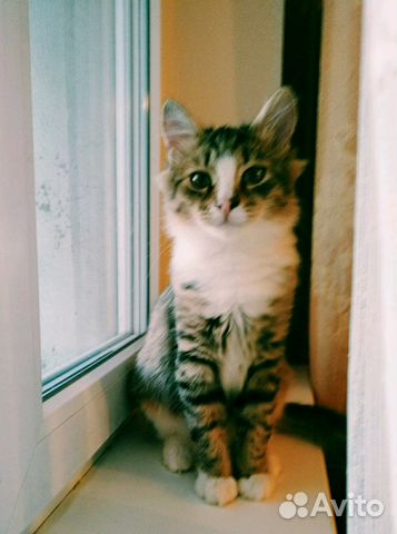 Домовёнок Кузя