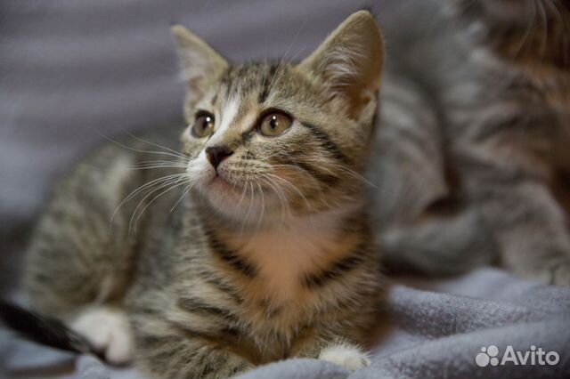 Котёнок метис мальчик