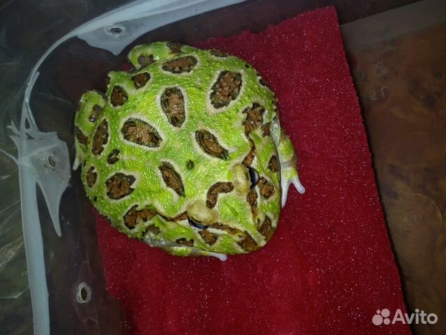 Рогатка Кранвелла (Ceratophrys cranwelli)