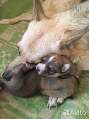 Щенки в добрые руки