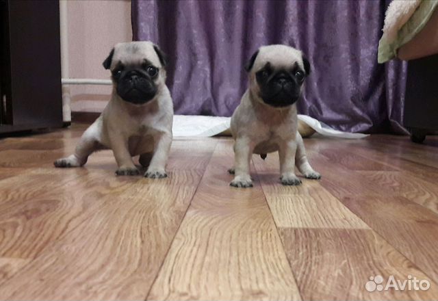 Продам Мопсят