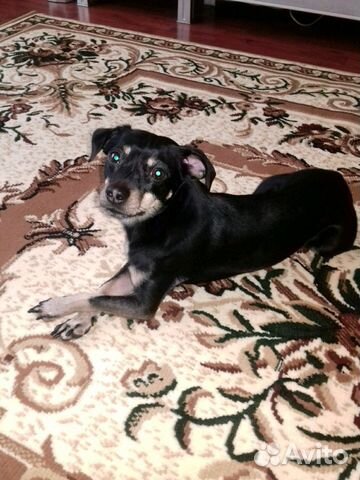 Вязка(той-терьер)