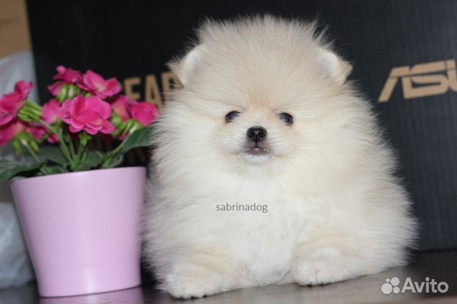 Щенки померанского шпица, девочки