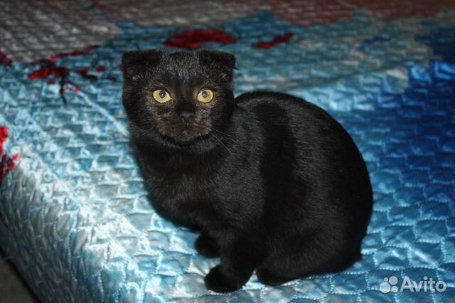 Вислоушкка - Боня 4 мес