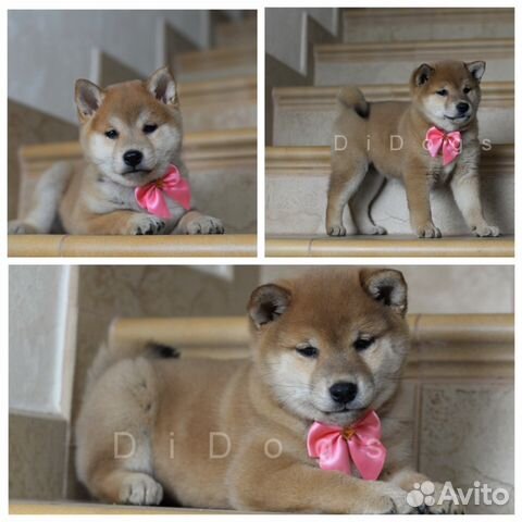 Японское чудо, мини Акиты, Сиба Ину