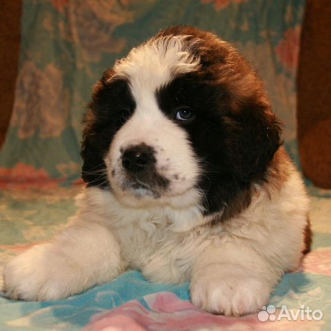 Московская сторожевая