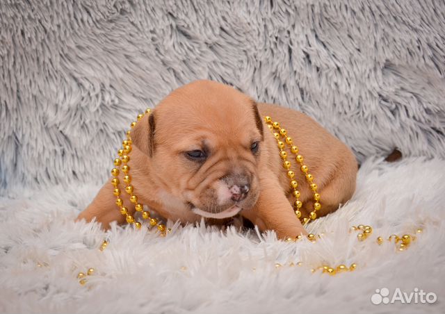 Гром-баба Американского булли