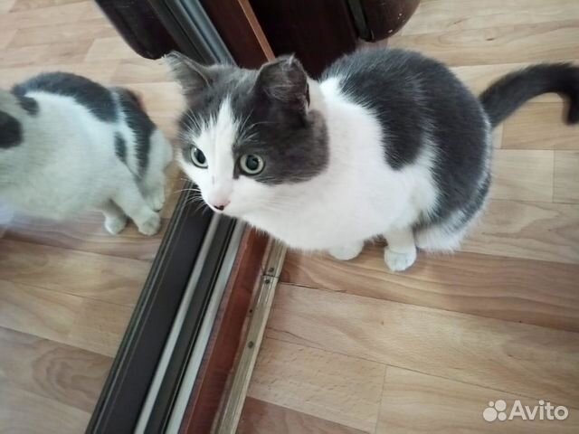 Кошечка ищет дом