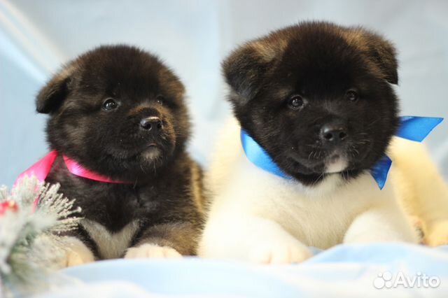 Акитята - Медвежата