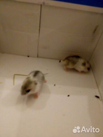 Продам Джунгариков