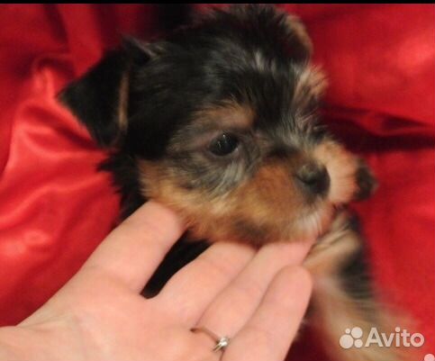 Йоркширский терьер