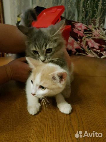 Котята