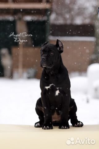 Кане Корсо - чёрная принцесса