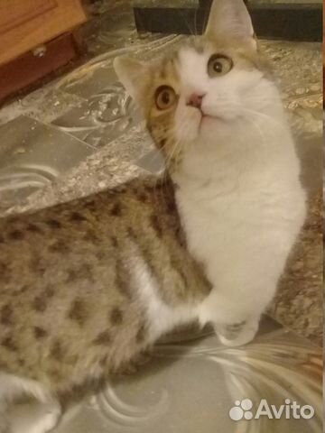 Той - манчкин супер кошечка