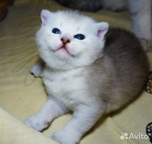 Прекрасные шотладские шиншиллята