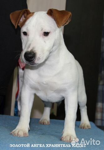 Джек Рассел терьер щенки