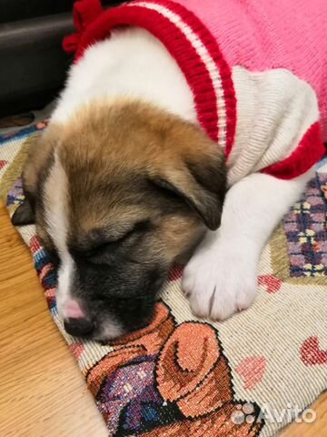 Малышка мимимишка