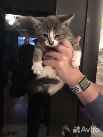 Отдадим котиков сноу-шу в хорошее руки