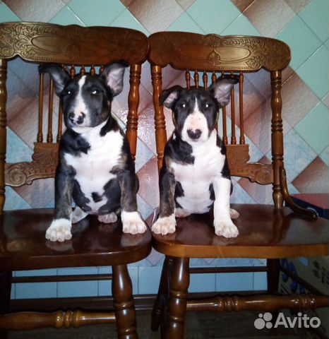 Продаю щенков бультерьера