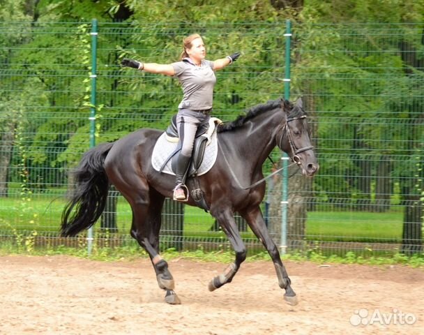 Молодой конь