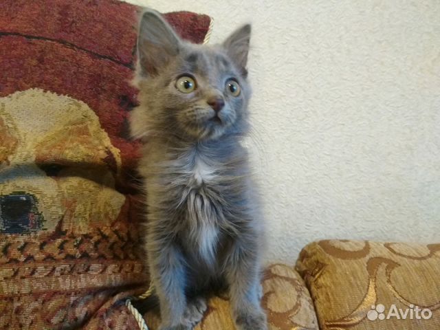 Ласковая кошечка в добрые руки