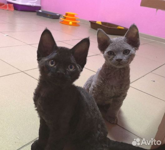 Ласковые девонята