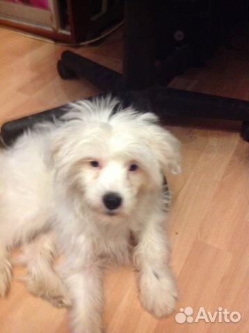 Продам щенка Китайской хохлатой