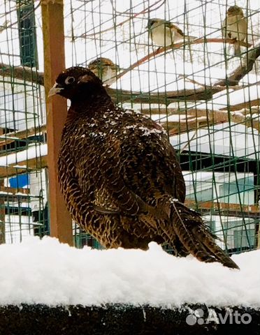 Самка зеленого румынского фазана