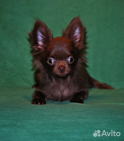 Новогодний шоколадный заяц