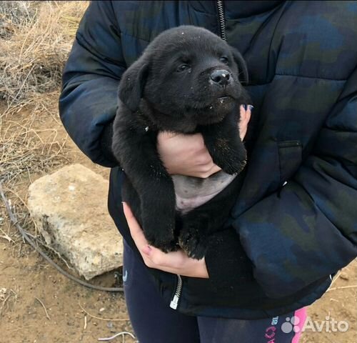 Ищем добрые сердца для щенков