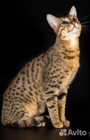 Продаётся Котенок саванна