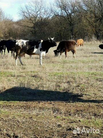 Коровы дойные