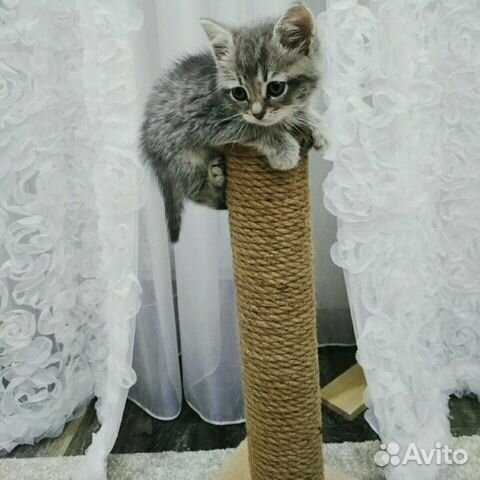 Отдам котенка в добрые руки