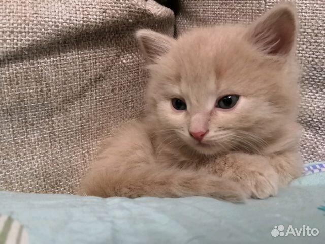 Котёнок