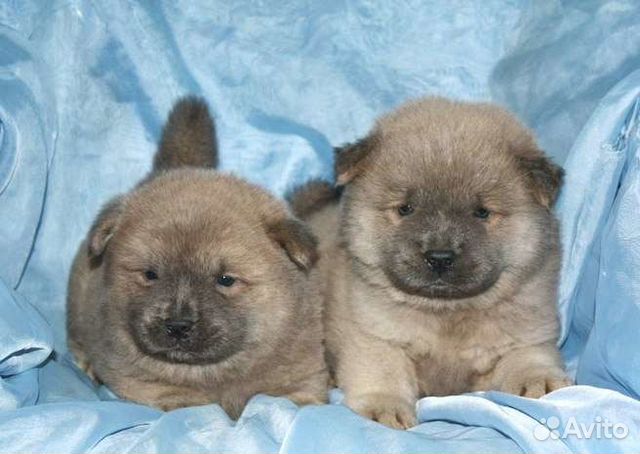 Щенки Чау- чау