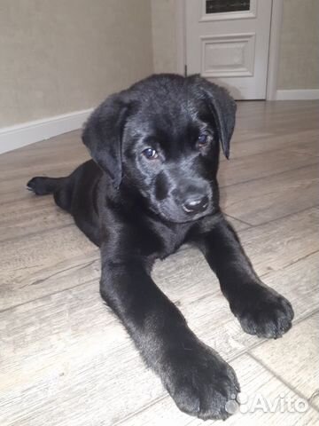 Шикарная девчуля